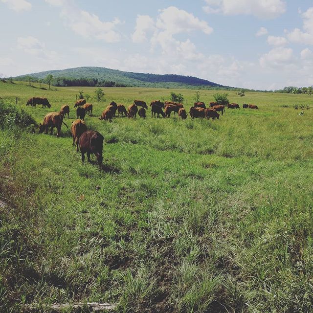 We're Hiring! Job posting: Packing, Grazing and Herd Hand – Grazing Days