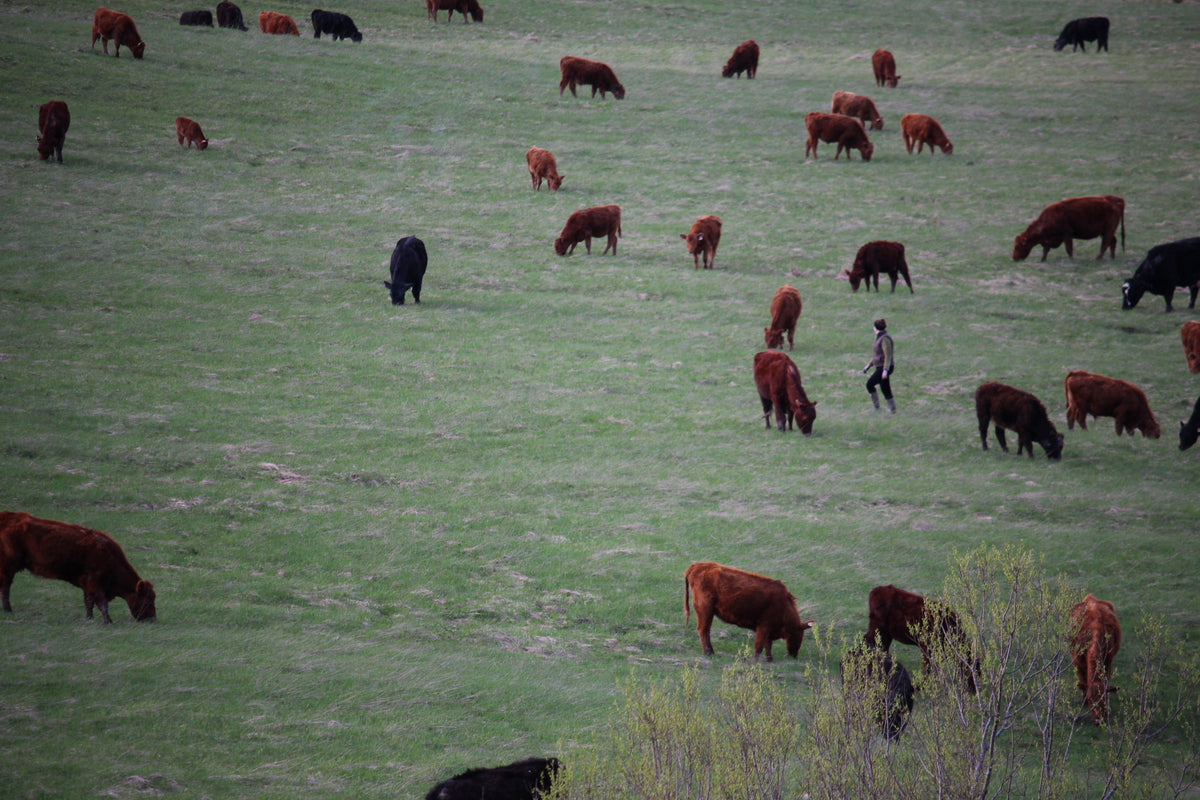 Grazing, Grassland and Herd Hand (Full Time Summer Position) – Grazing Days