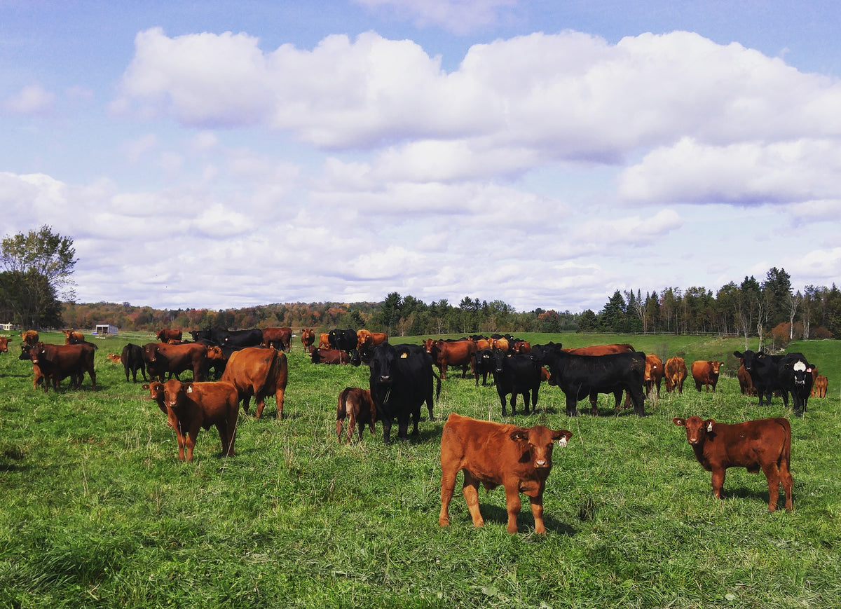 Early October Farm Updates, Tips, and more. – Grazing Days